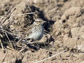 Wood Lark - eBird