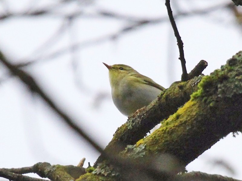 Wood Warbler - eBird