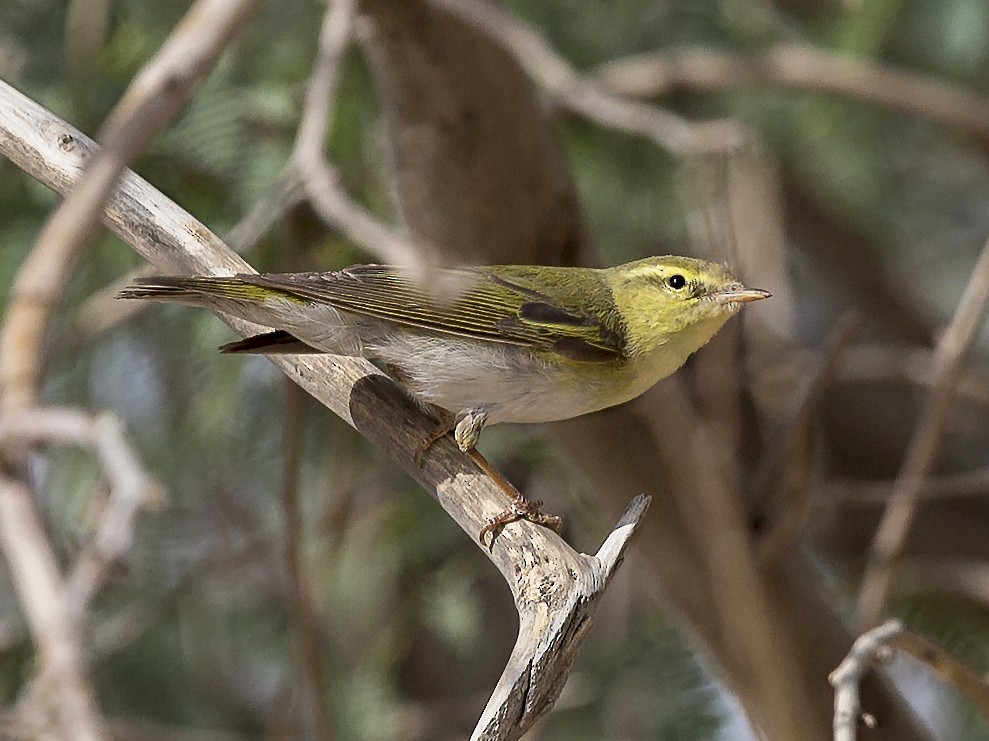 Wood Warbler - eBird