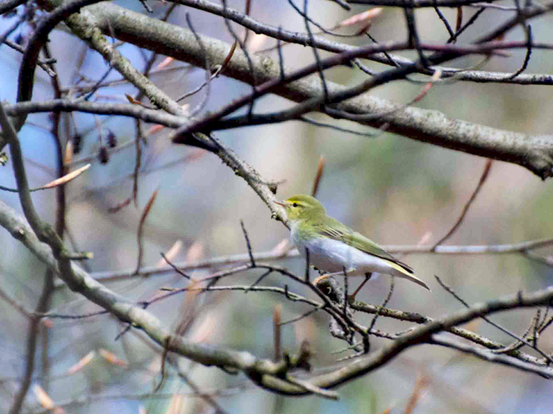 Wood Warbler - eBird