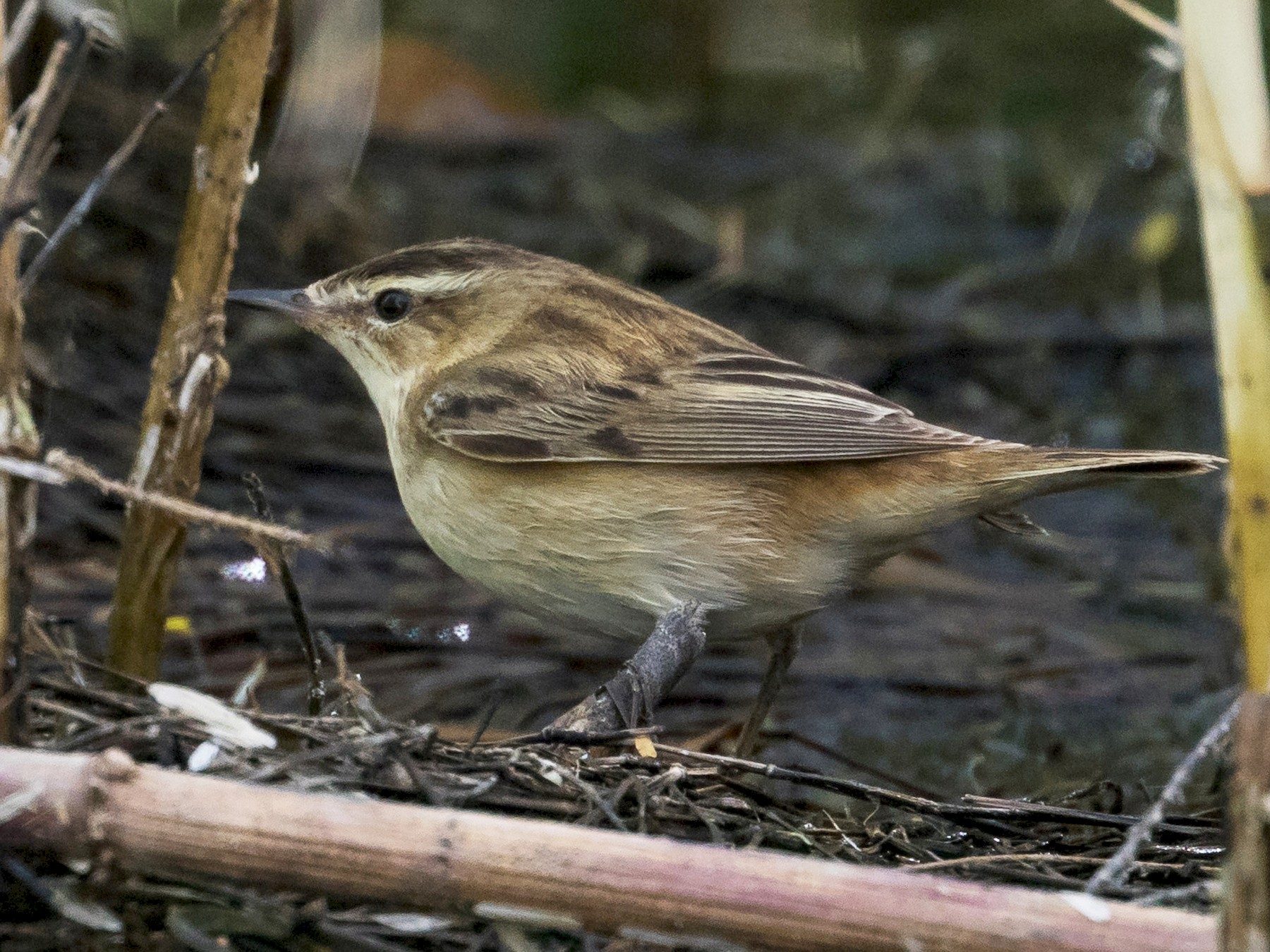 Sedge Warbler - eBird