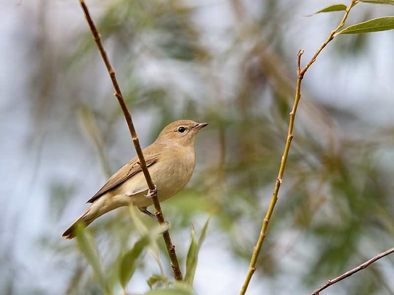 Garden Warbler - eBird