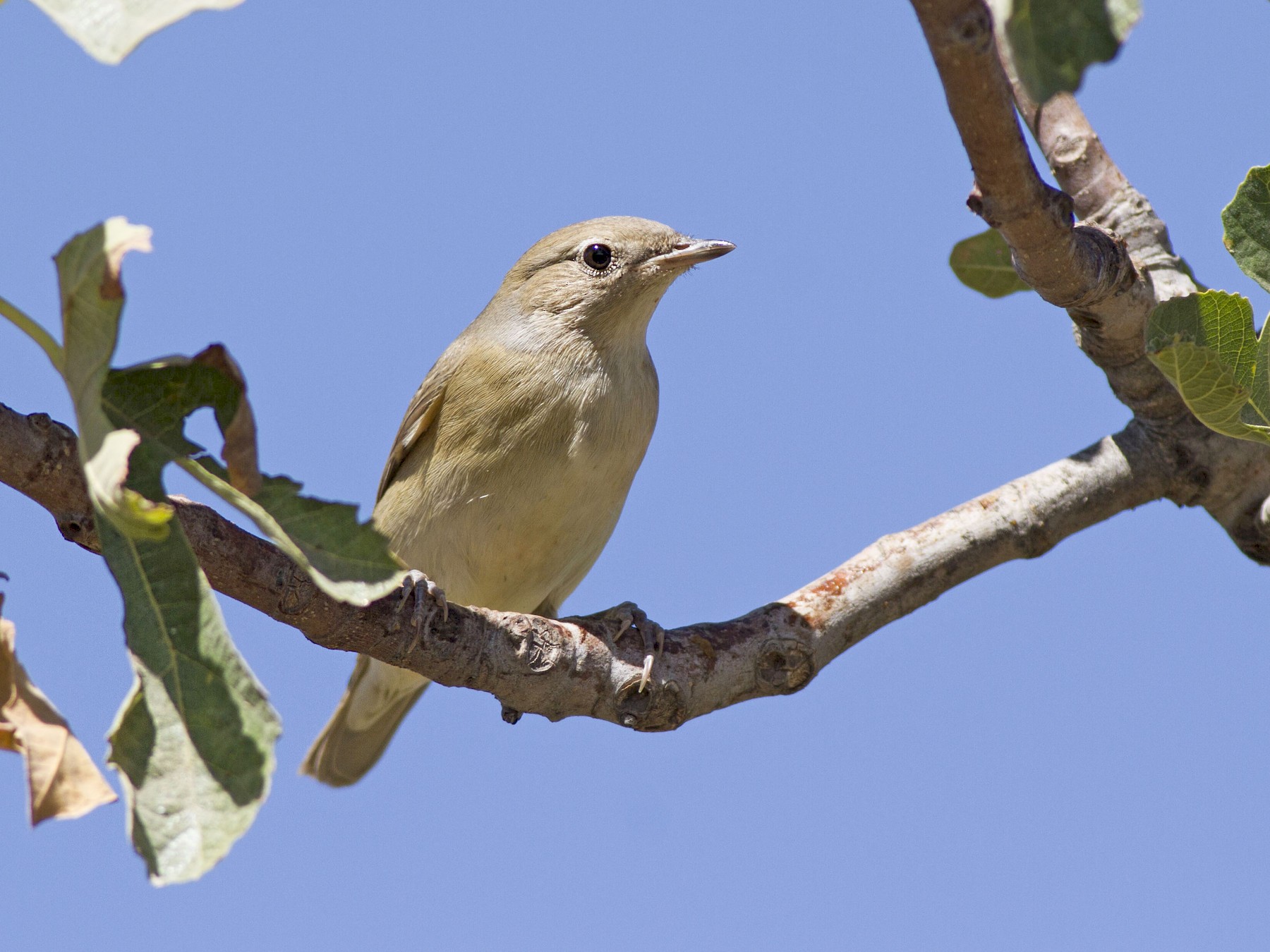 Garden Warbler - eBird