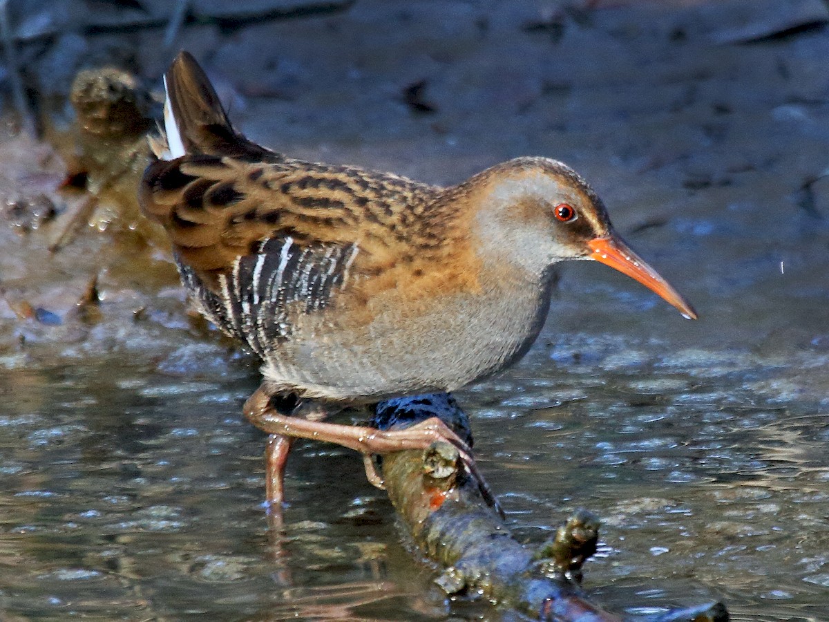 Water Rail - Rallus aquaticus - Birds of the World