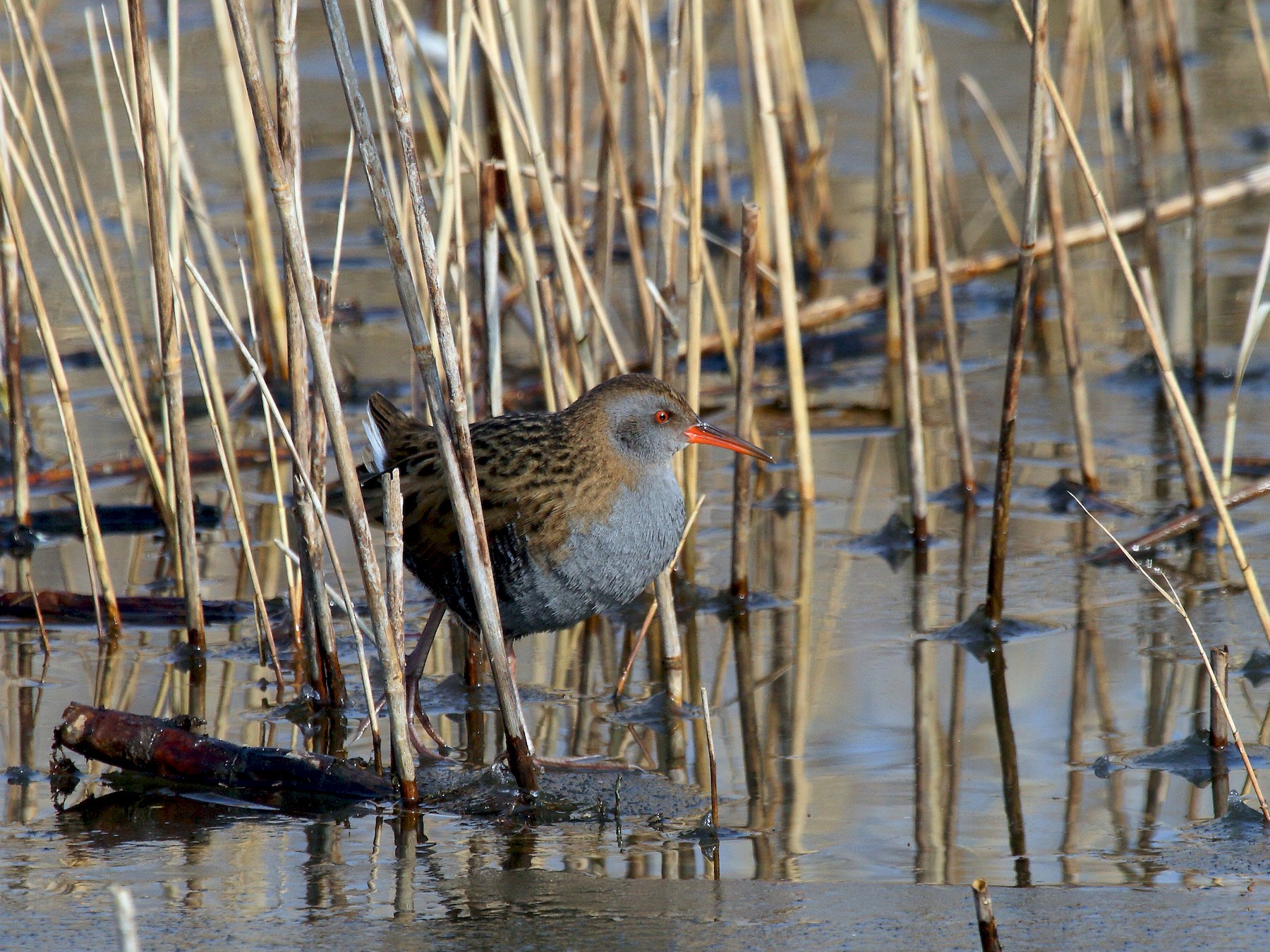 Water Rail - eBird