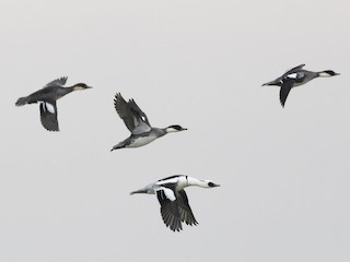 Smew - eBird