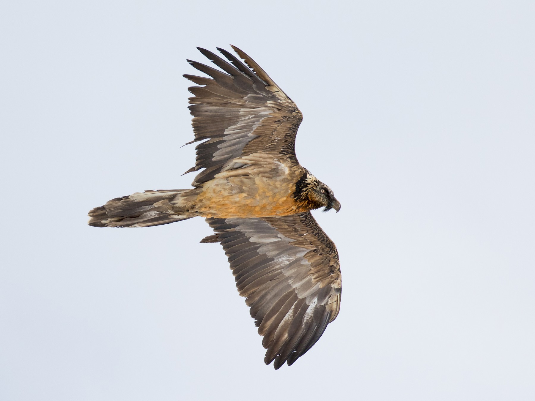Bearded Vulture - eBird