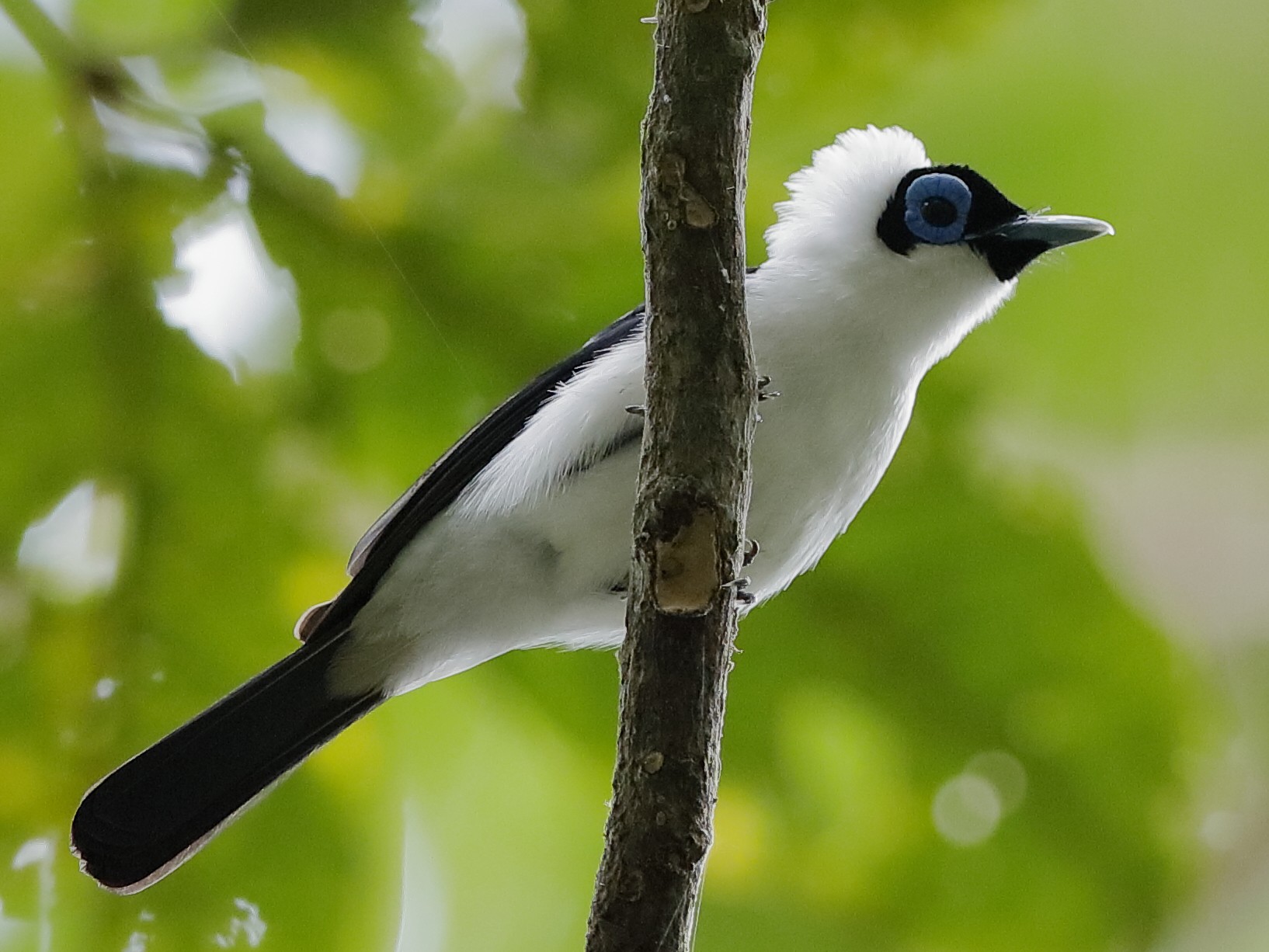 Frilled Monarch - eBird