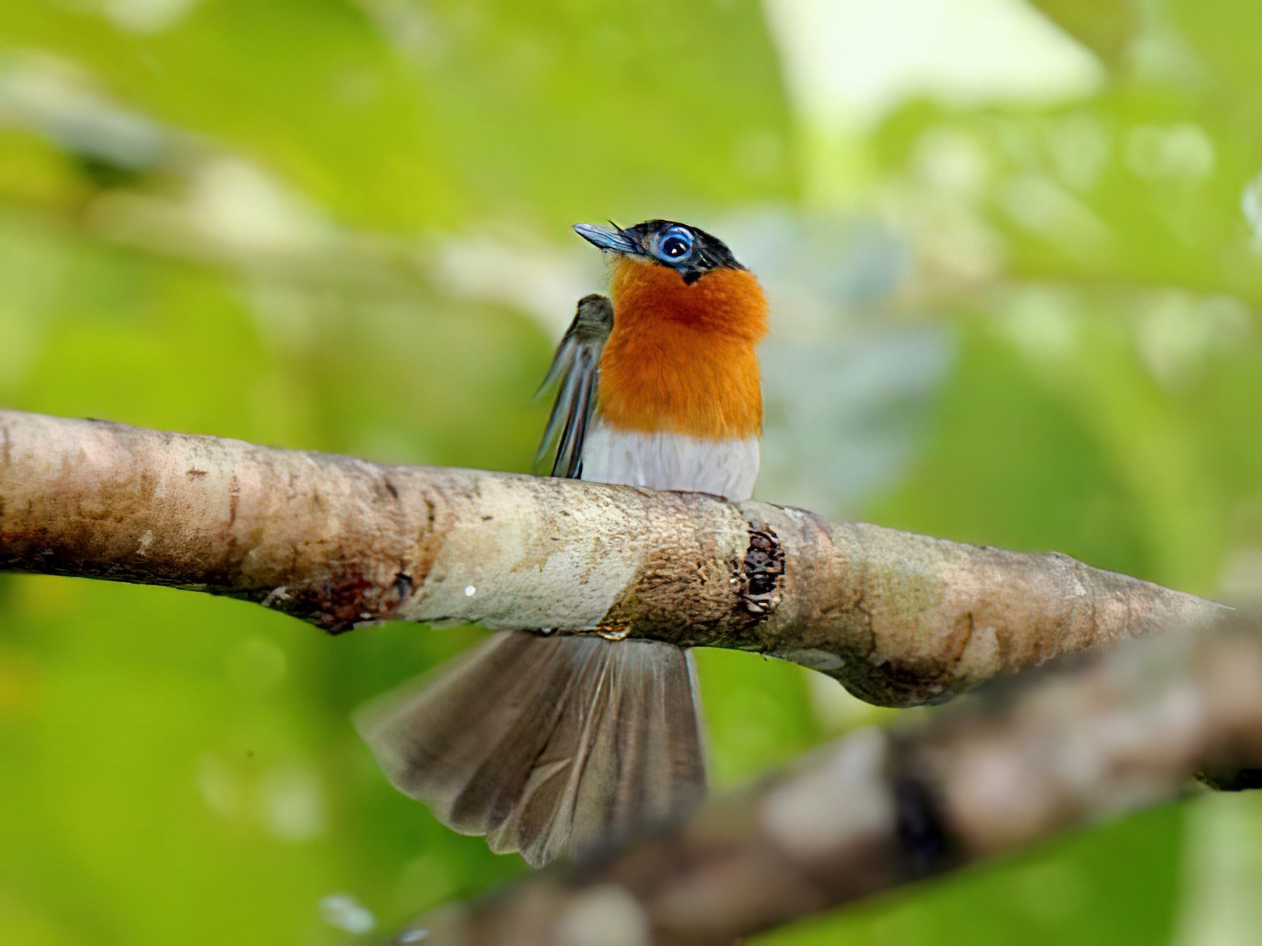 Frilled Monarch - eBird