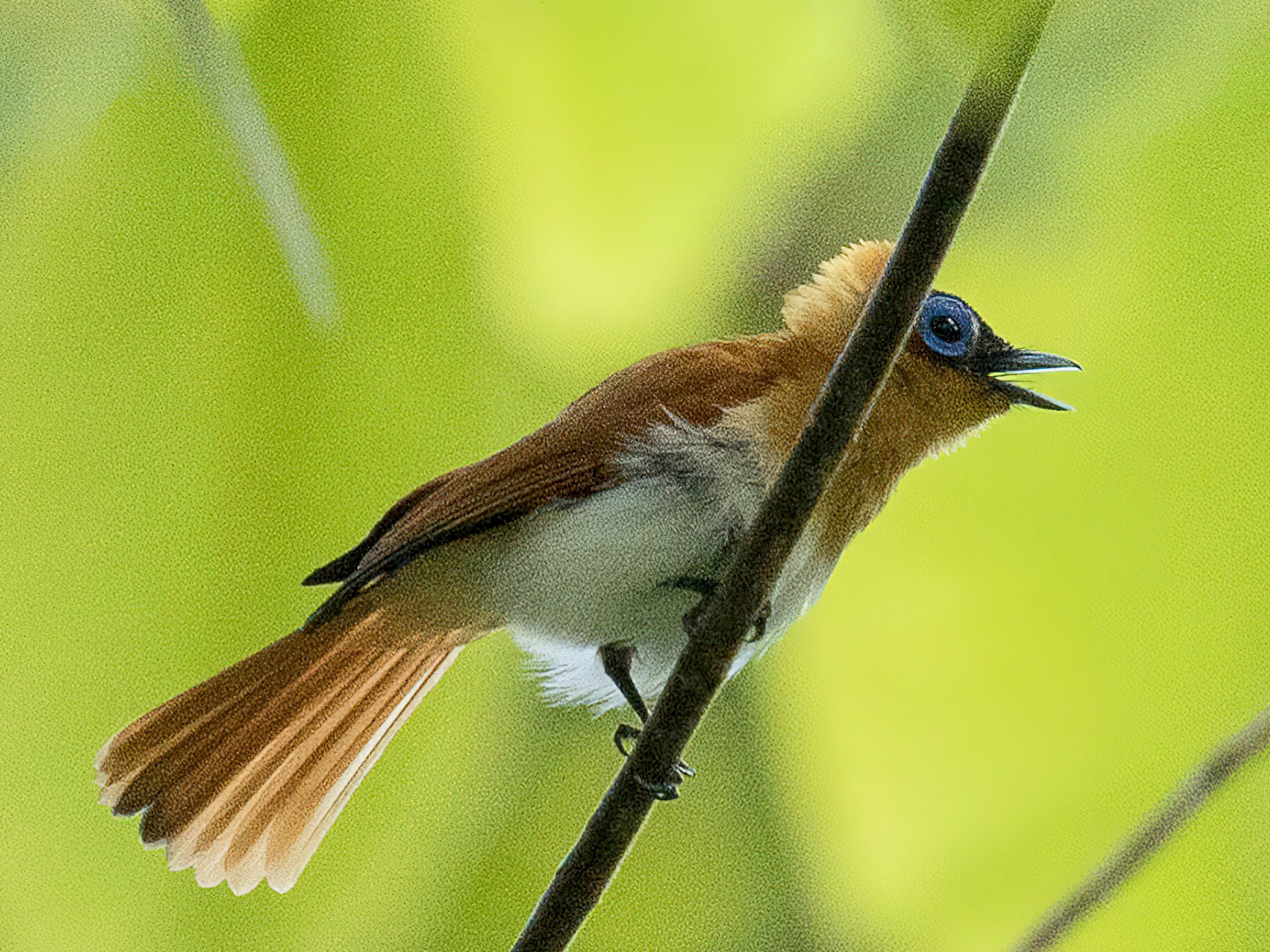 Frilled Monarch - eBird