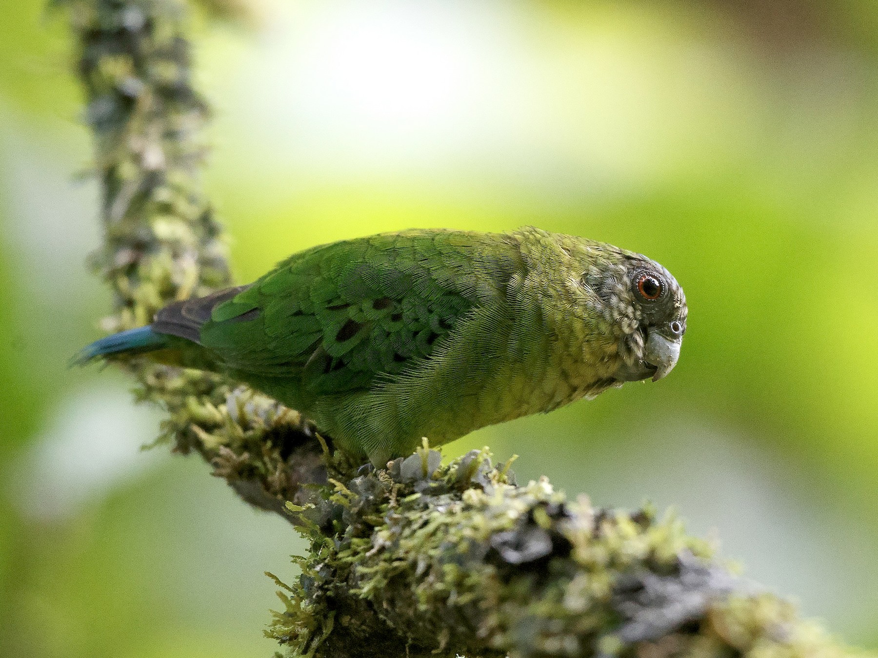 geelvink pygmy-parrot - eBird