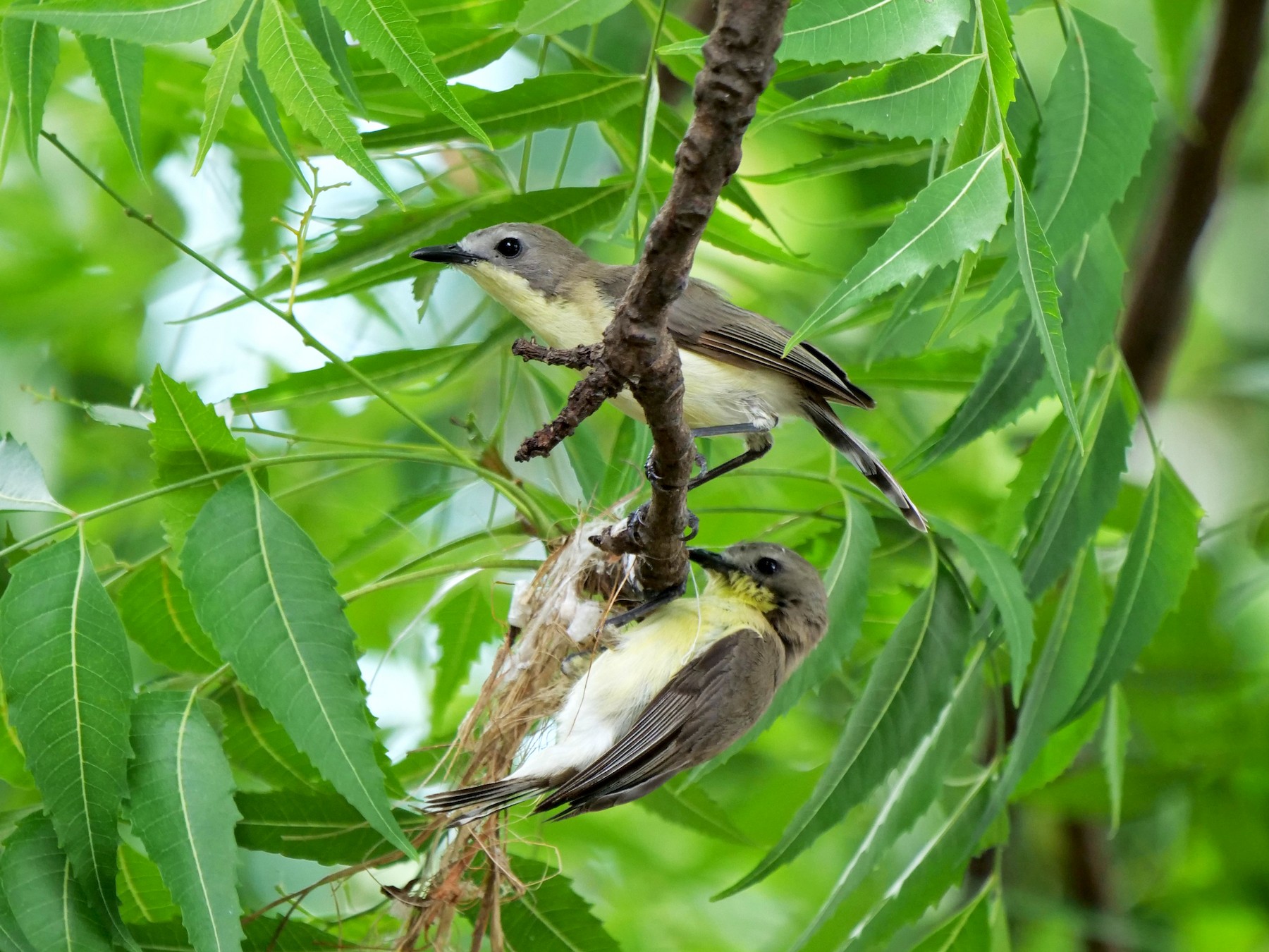 Golden-bellied Gerygone - eBird