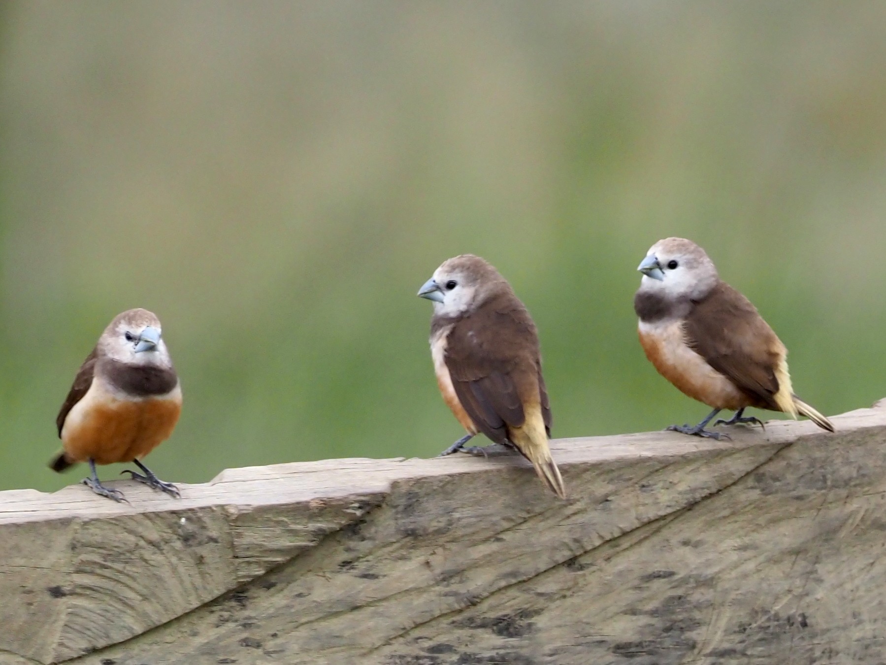 Capuchino de las Arfak - eBird