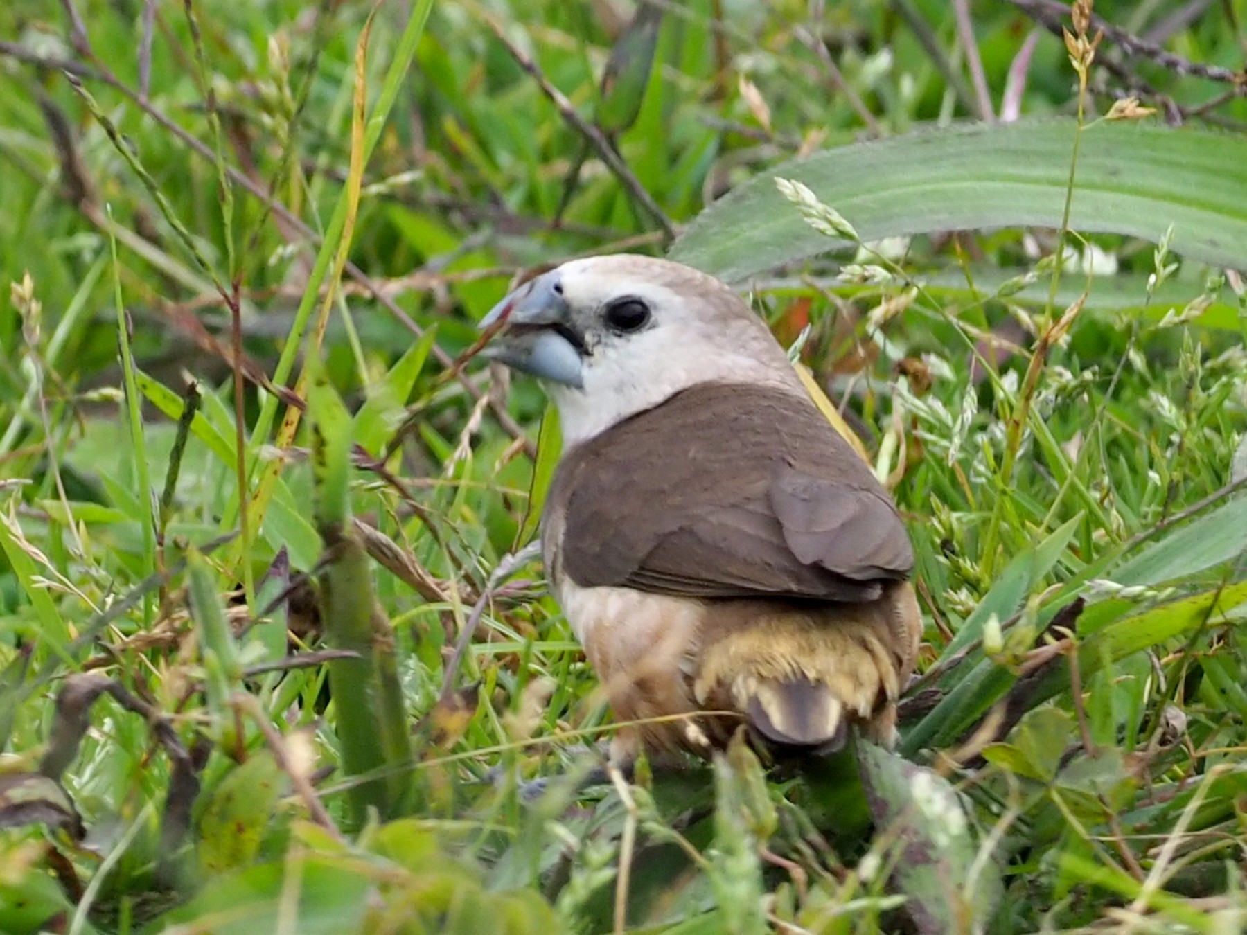 Bondol arfak - eBird