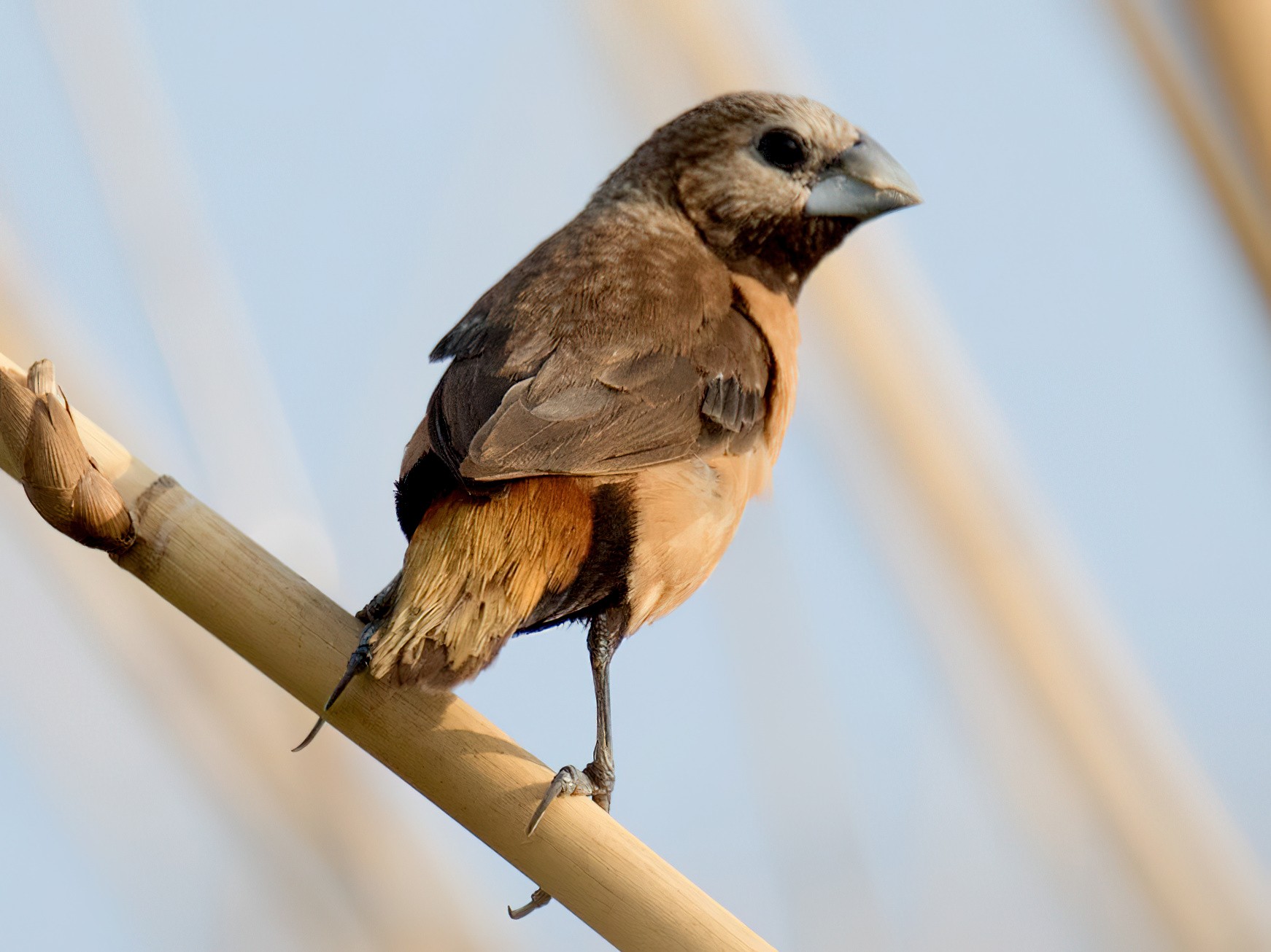 Capucin de Nevermann - eBird