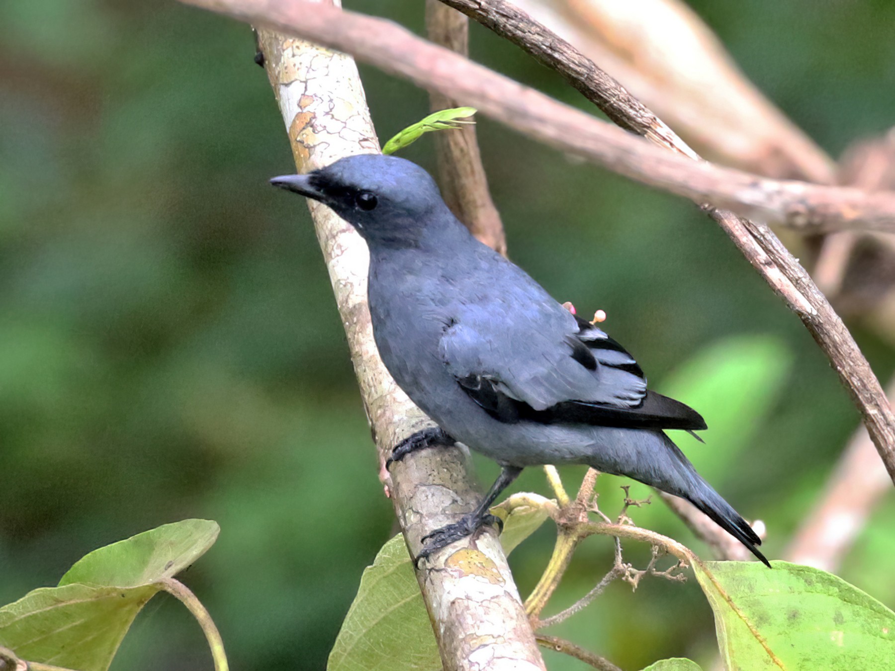 Grey-headed Cicadabird - eBird