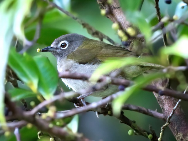 Photos - Gray-hooded Heleia - Heleia pinaiae - Birds of the World