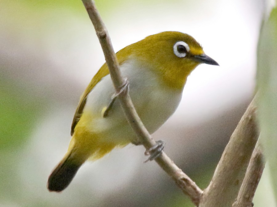 Great Kai White-eye - eBird