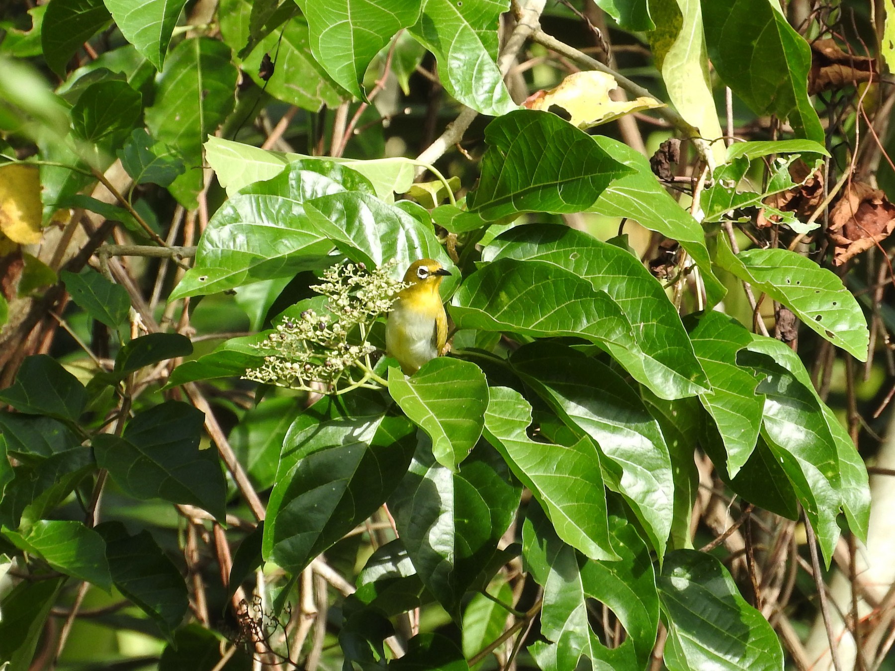 Great Kai White-eye - eBird