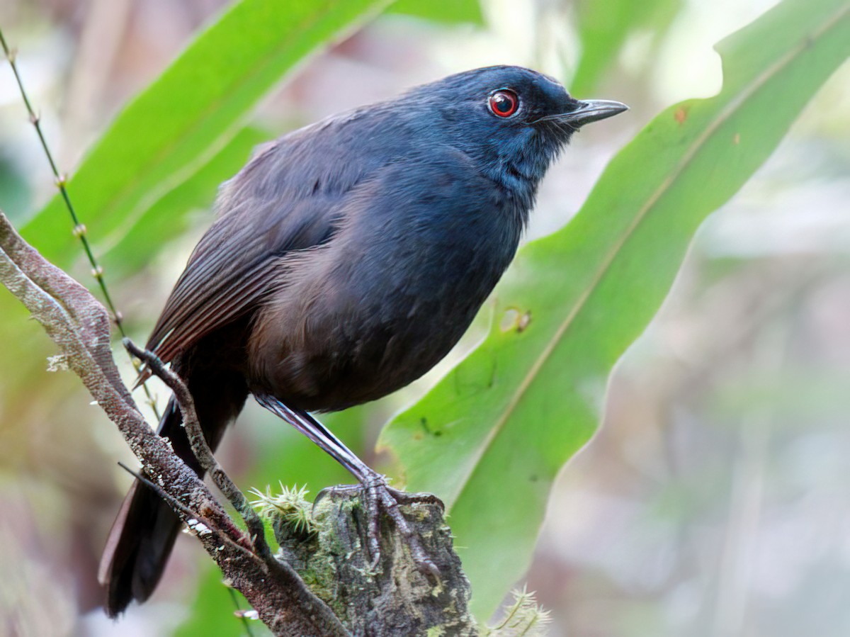 Great Shortwing - Heinrichia calligyna - Birds of the World