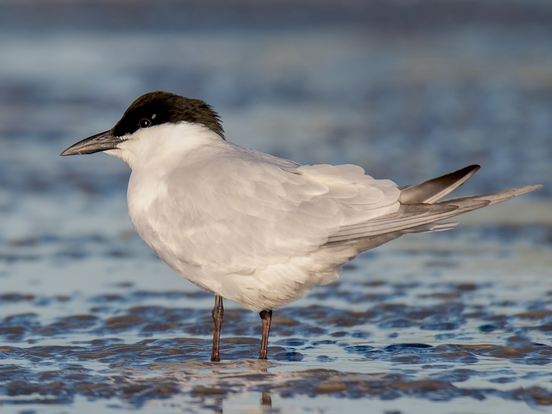 Gull-billed/Australian Tern - eBird