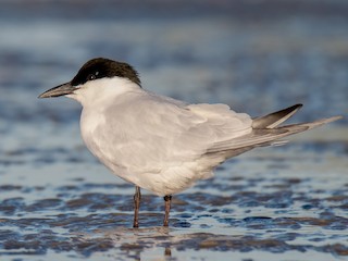 Gull-billed/Australian Tern - eBird