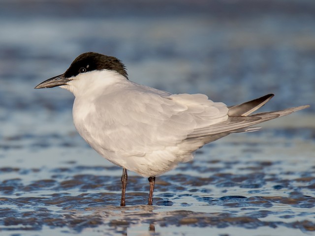 Gull Billed Tern
