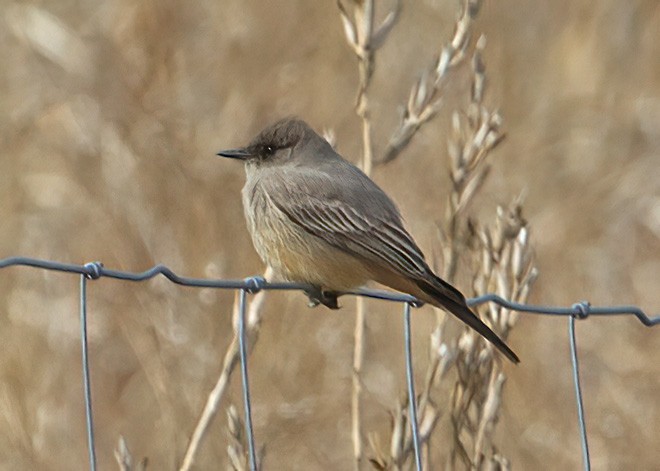 eBird Checklist - 13 Apr 2022 - Portal RA - 16 species