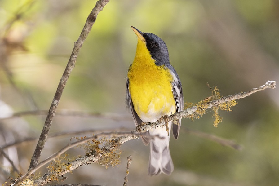 Tropical Parula (Northeast Mexico) - eBird