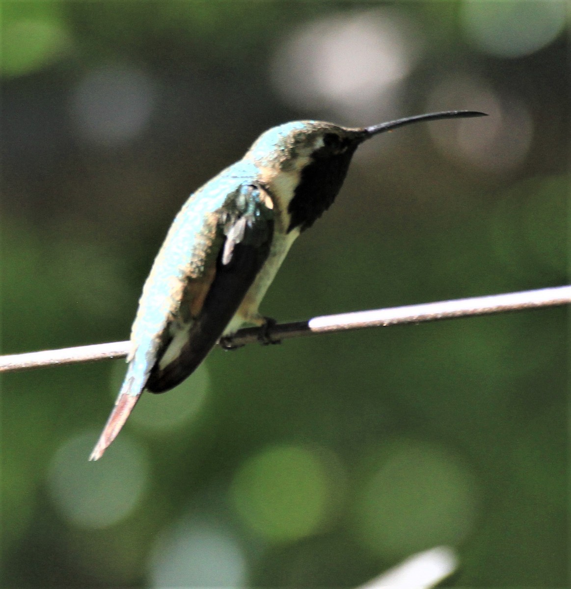 eBird Checklist - 15 Jun 2022 - Mule Pass Yard - 34 species