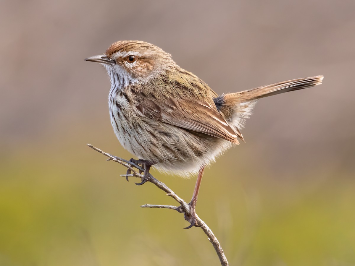 Rufous Fieldwren - Calamanthus campestris - Birds of the World