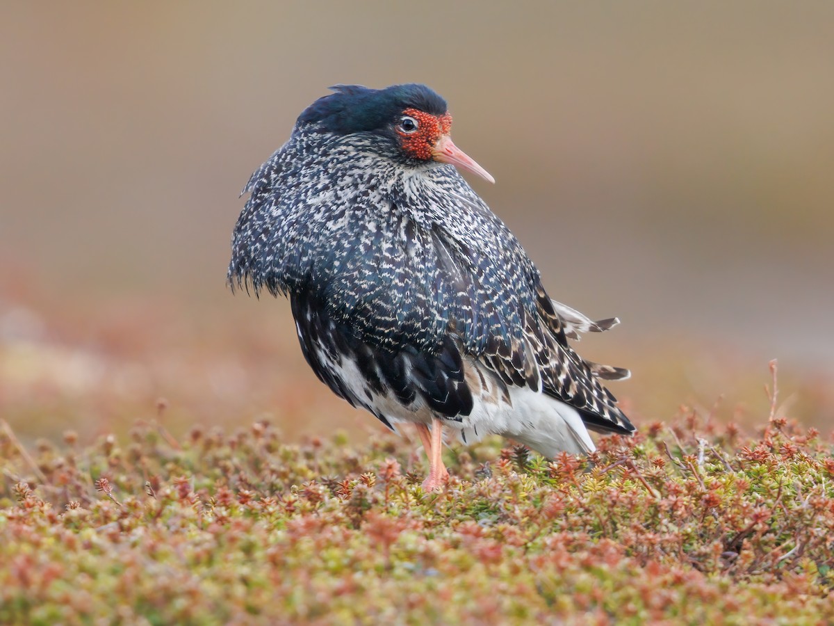 Ruff - Calidris pugnax - Birds of the World