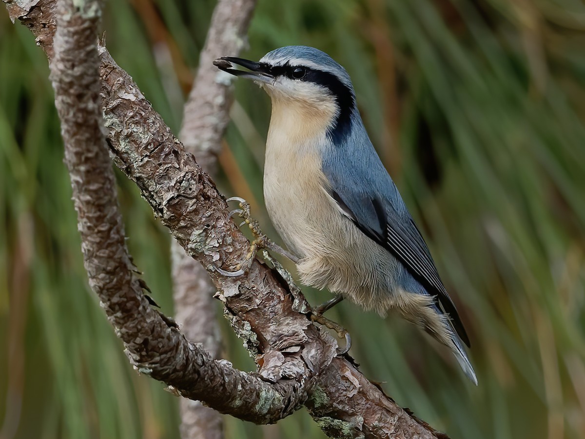 Yunnan Nuthatch - Sitta yunnanensis - Birds of the World