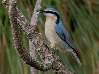 Yunnan Nuthatch - Sitta yunnanensis - Birds of the World