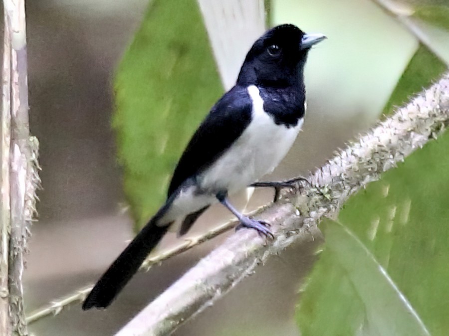 Hooded Monarch - eBird