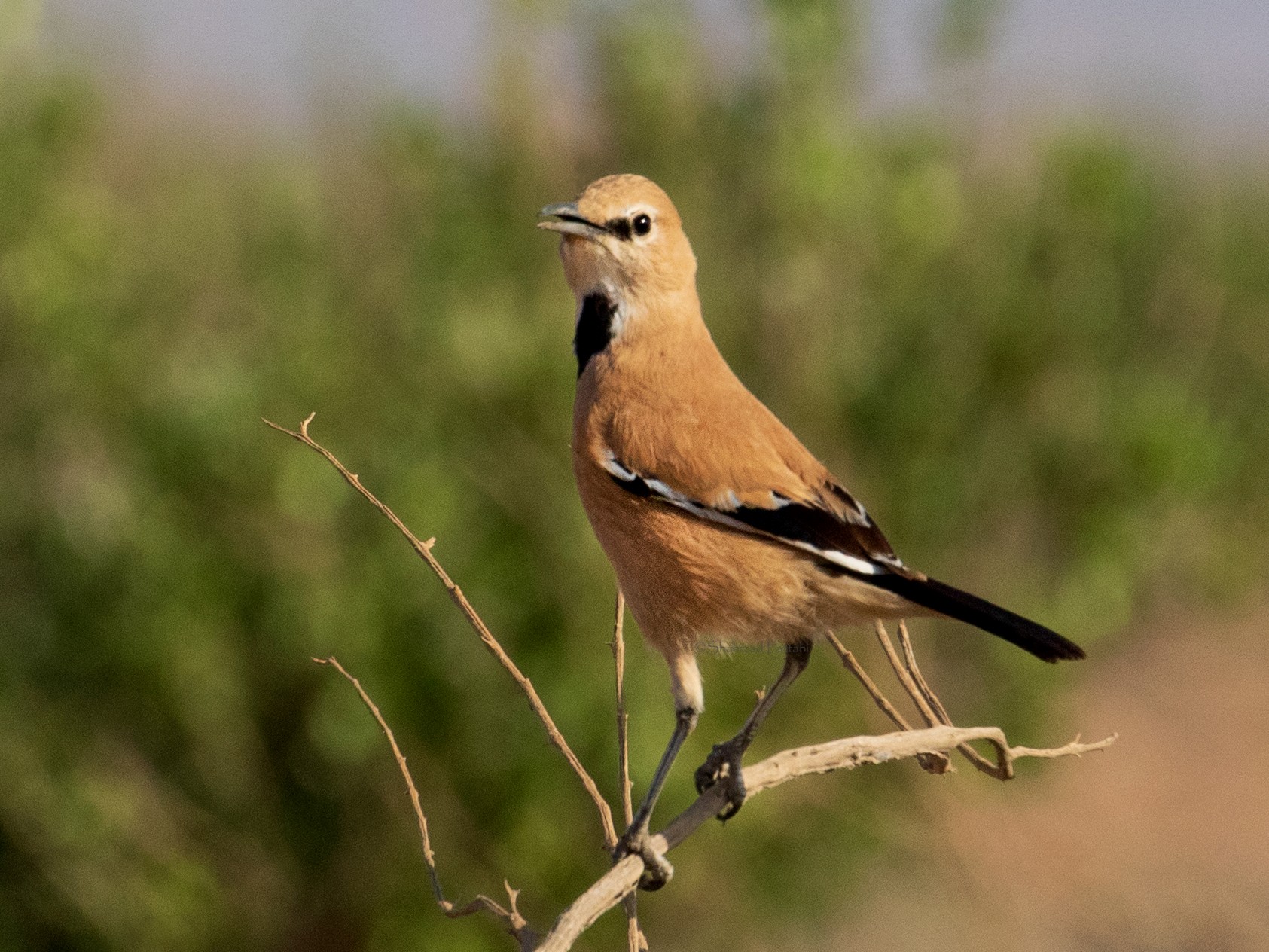 Iranian Ground-Jay - eBird