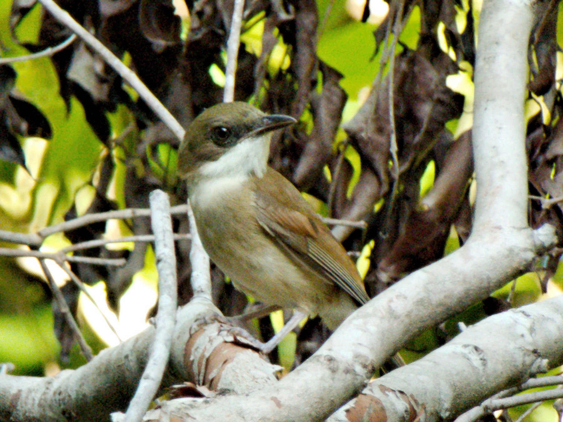 Island Whistler - eBird