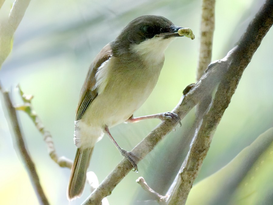 Island Whistler - eBird