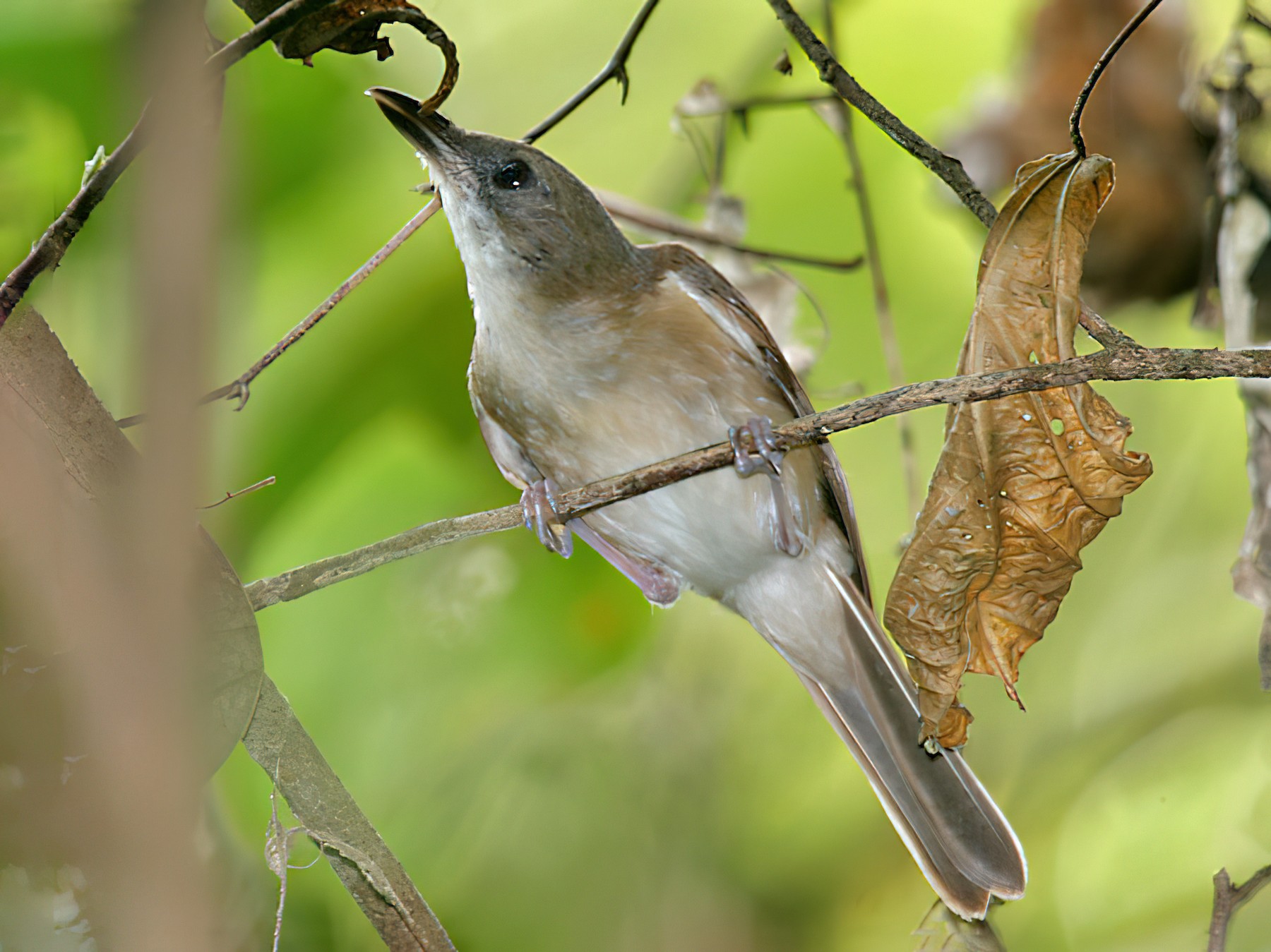 Island Whistler - eBird