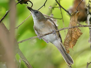 Island Whistler - eBird