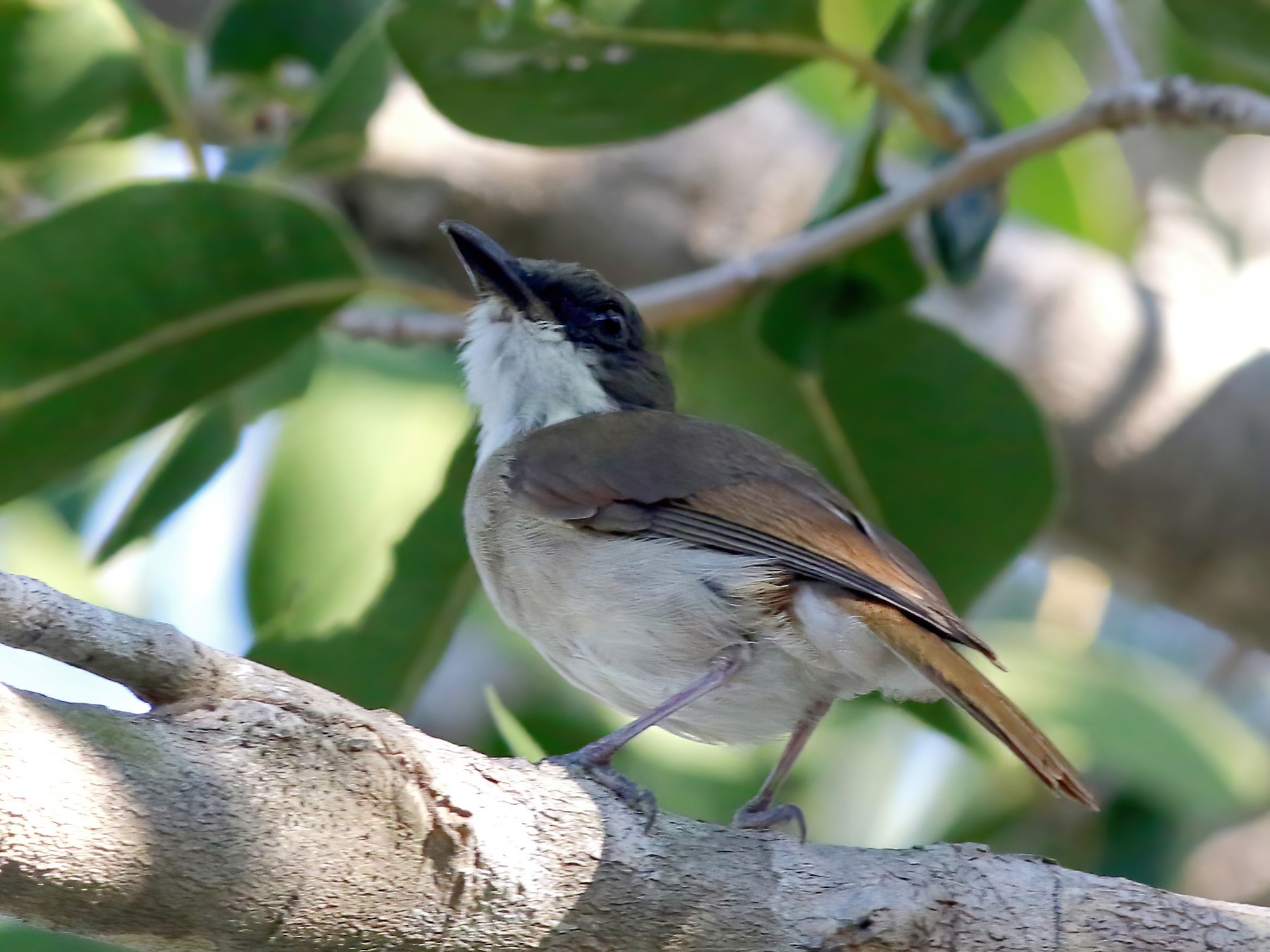Island Whistler - eBird