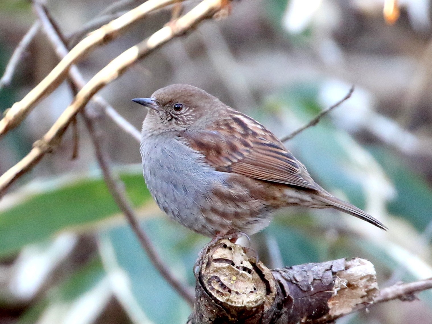Japanese Accentor - eBird