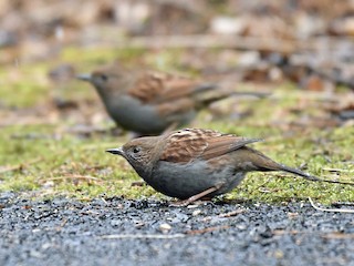 Japanese Accentor - eBird