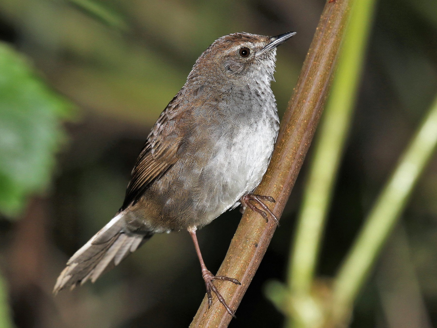 Javan Bush Warbler - eBird
