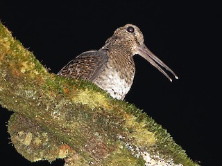 Javan Woodcock - eBird