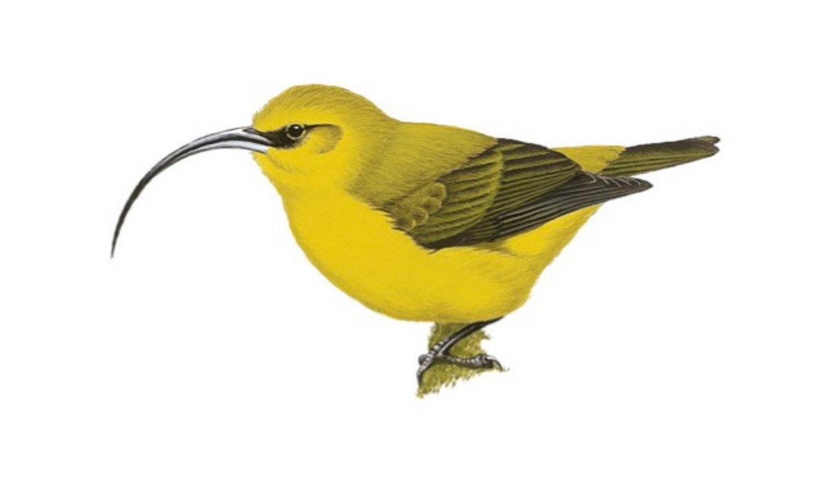 Maui-nui Akialoa - Akialoa lanaiensis - Birds of the World