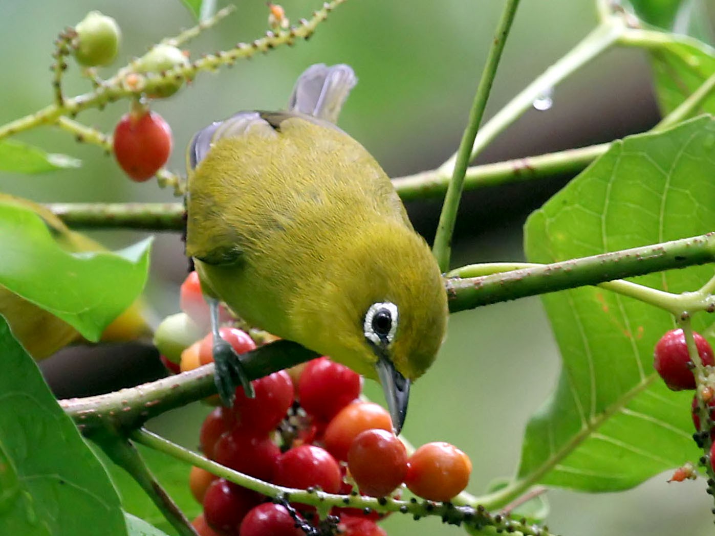 Lemon-bellied White-eye - eBird