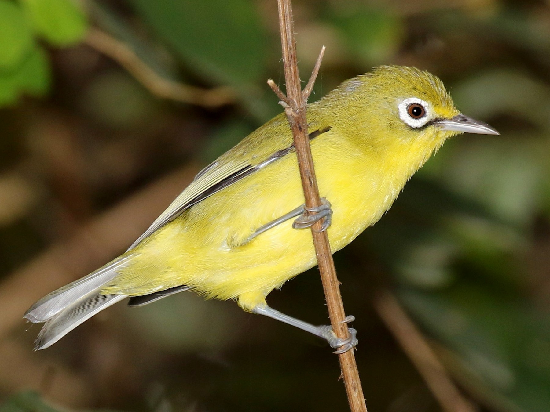 Lemon-bellied White-eye - eBird