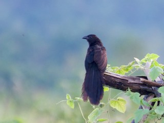 Lesser Black Coucal - eBird