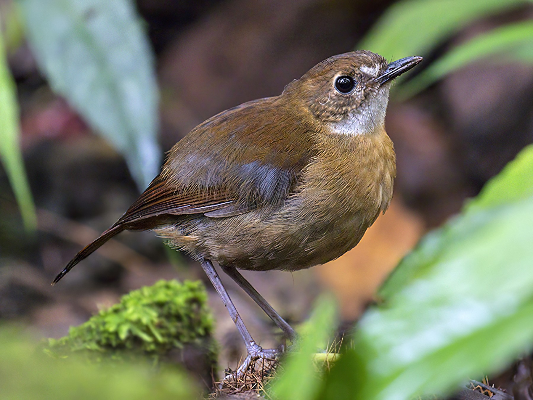 Lesser Ground-Robin - eBird